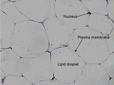 Dexaprine Ingredients